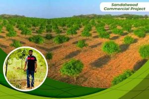 Sandalwood farming in India | Vatican Shona Agrotech